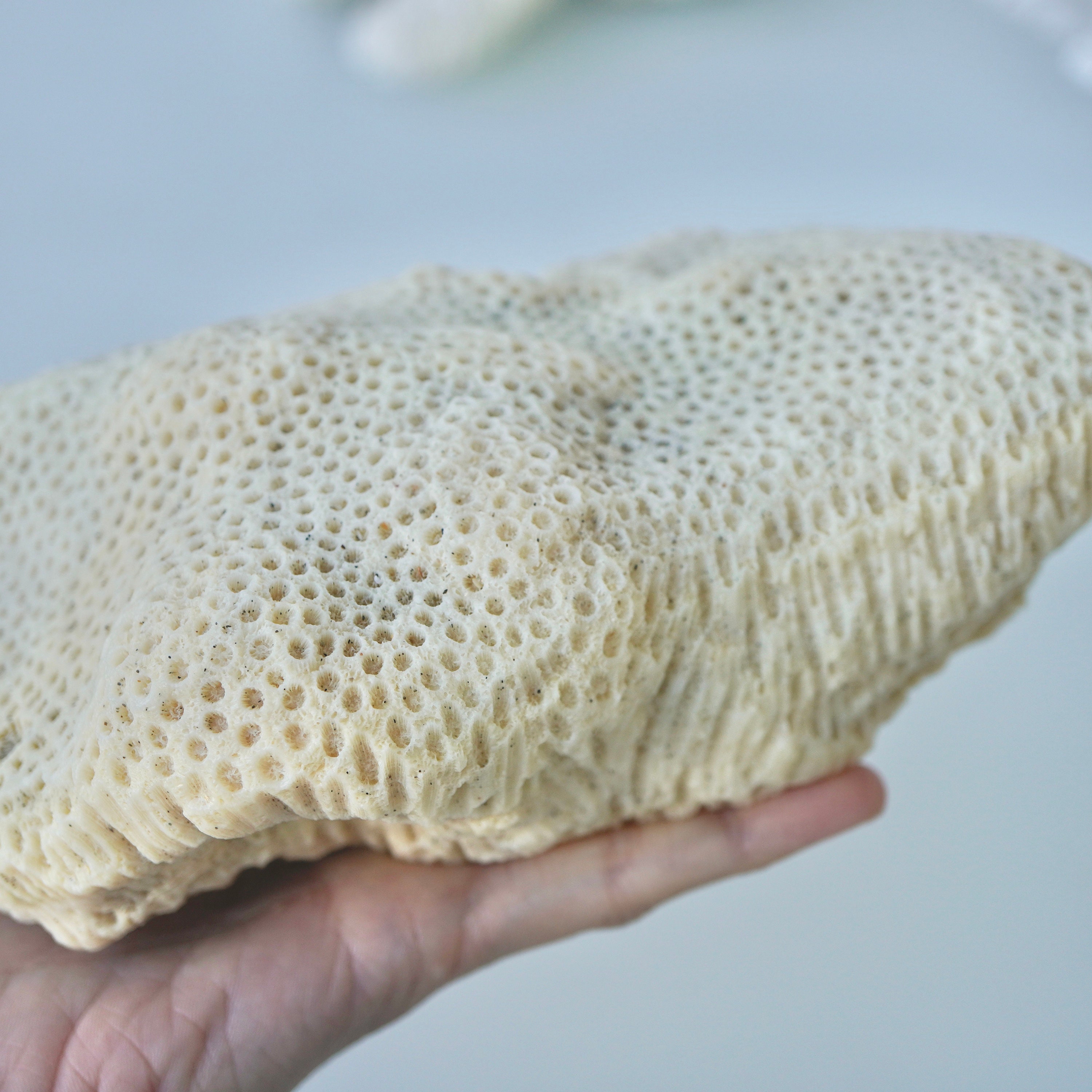 FLORIDA RARE GIANT Honeycomb Star Sea Coral Reef Rock Ocean - Etsy