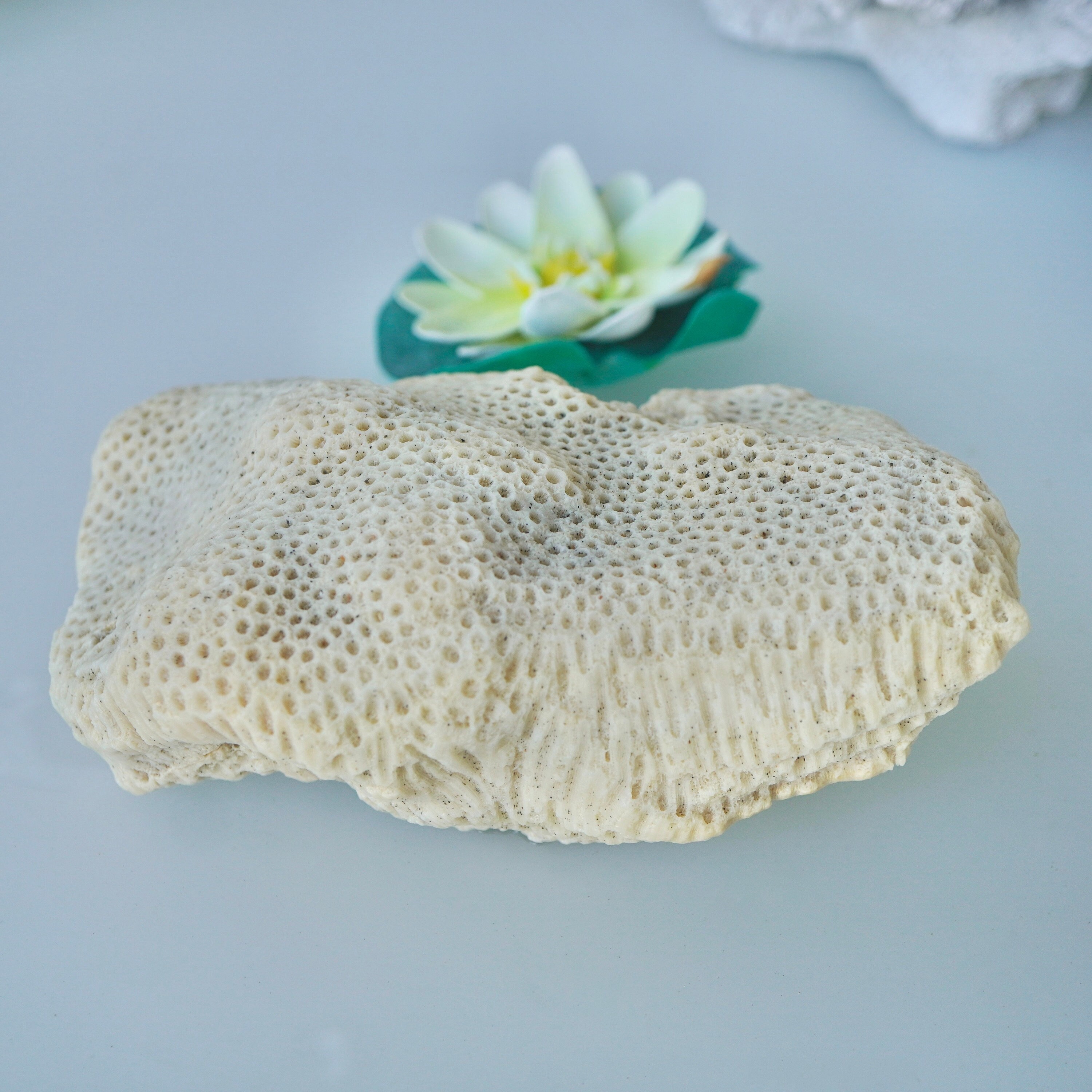 FLORIDA RARE GIANT Honeycomb Star Sea Coral Reef Rock Ocean - Etsy