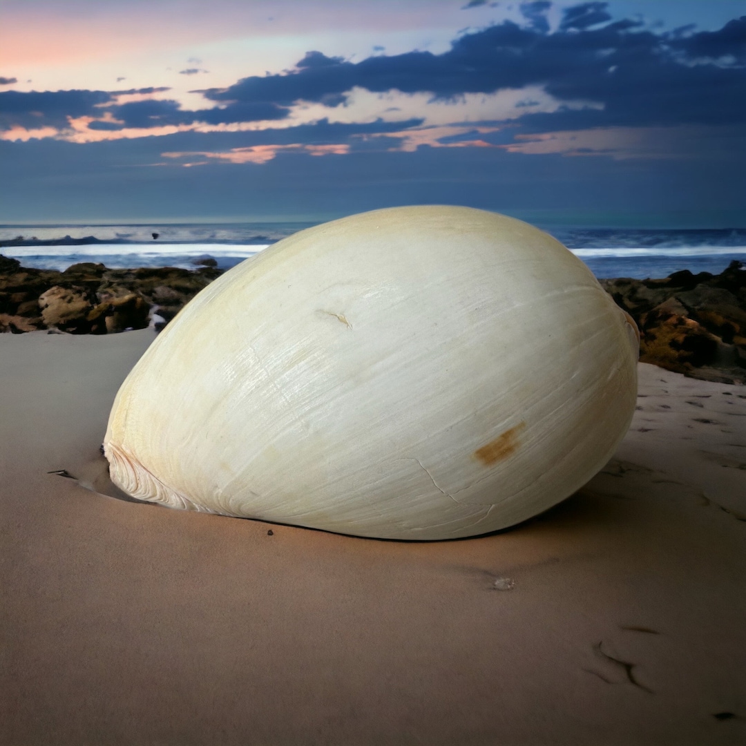 RARE LARGE CONCH Natural Orange Round Big Ocean Sea Shell Beach Home ...