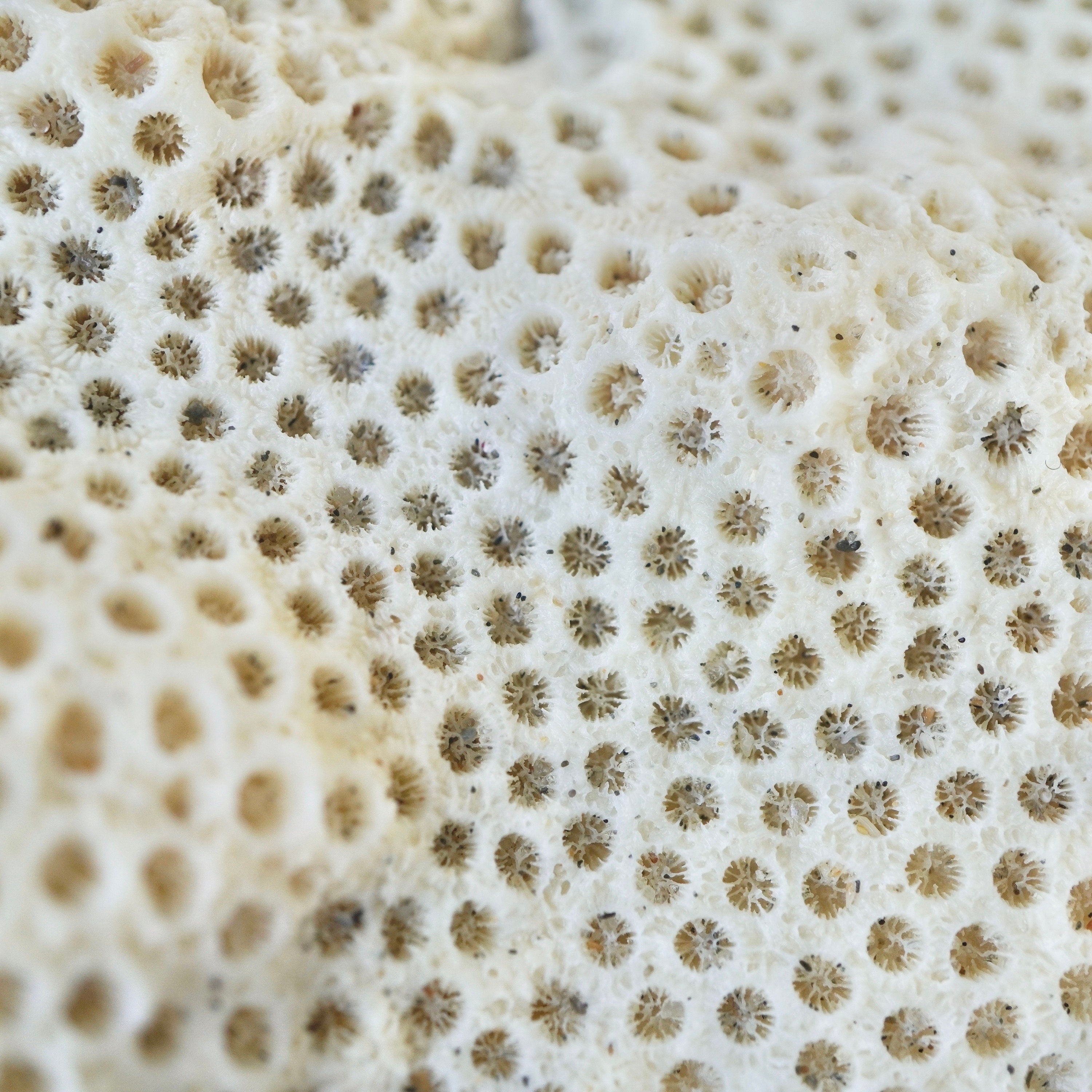 FLORIDA RARE GIANT Honeycomb Star Sea Coral Reef Rock Ocean - Etsy