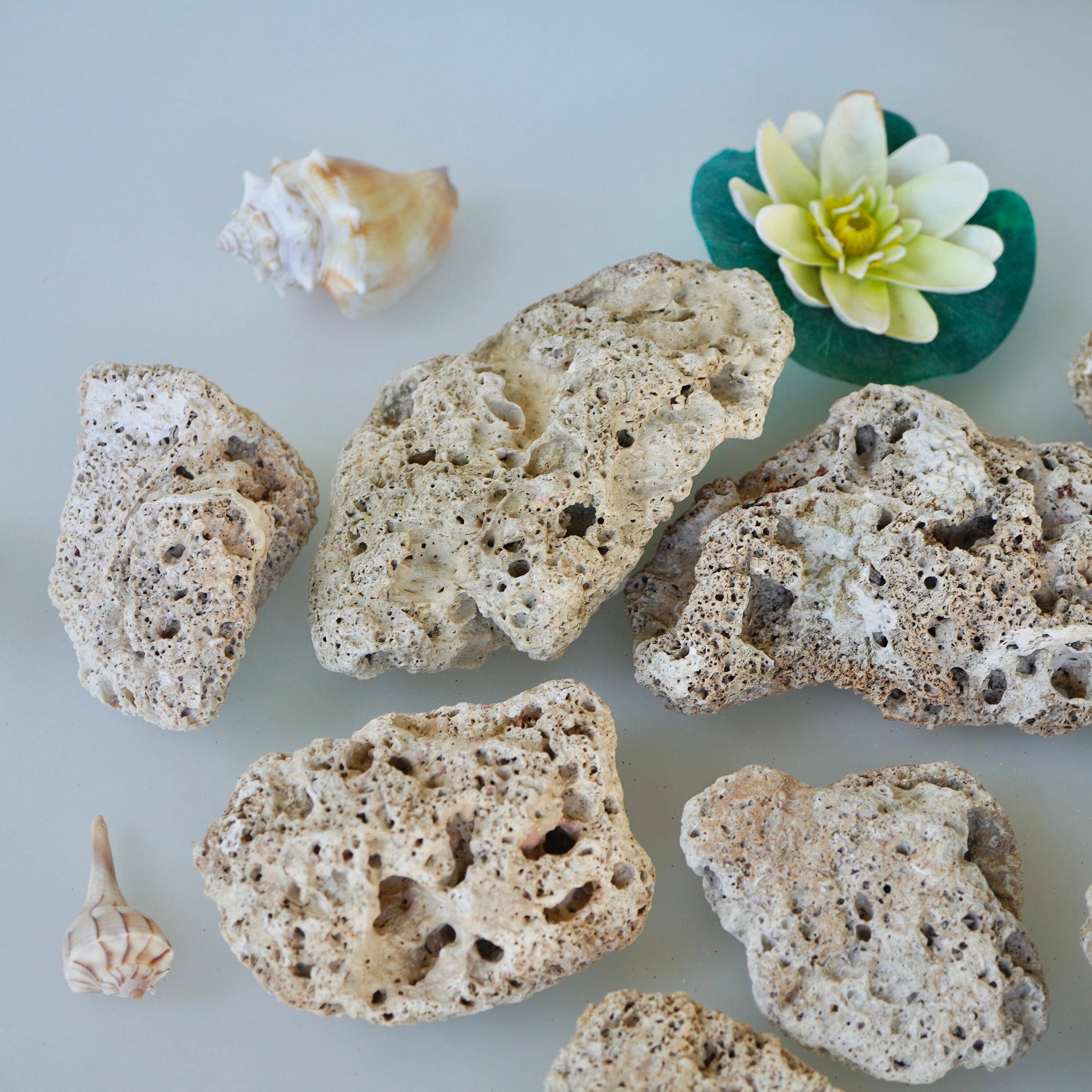 FLORIDA RARE HOLEY Coral Rock Natural Reef Fossil Beach Home Decor ...