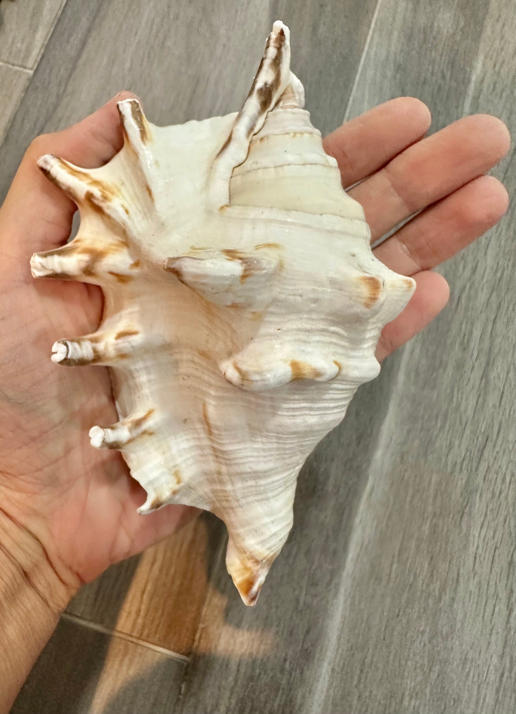 Giant White Conch Shell
