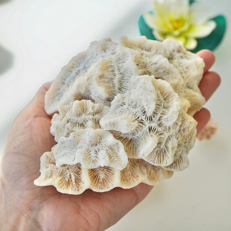 13-pcs RARE CORAL ROCK Rose Brain Natural Vintage Ocean Reef Stone ...