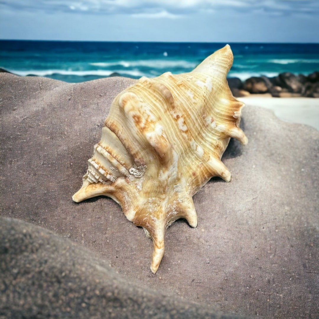 FLORIDA RARE LARGE Spiky Conch Seashell White Real Ocean Natural Sea ...