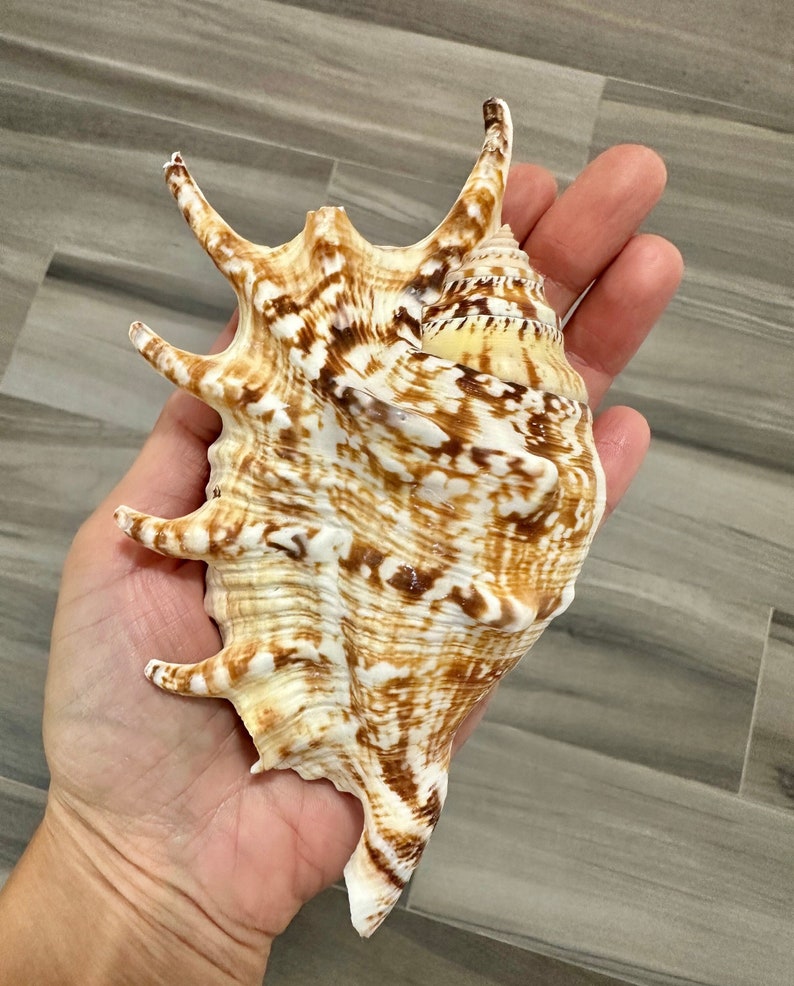 FLORIDA RARE LARGE Spiky Conch Seashell Real Big Spiny Natural Ocean ...
