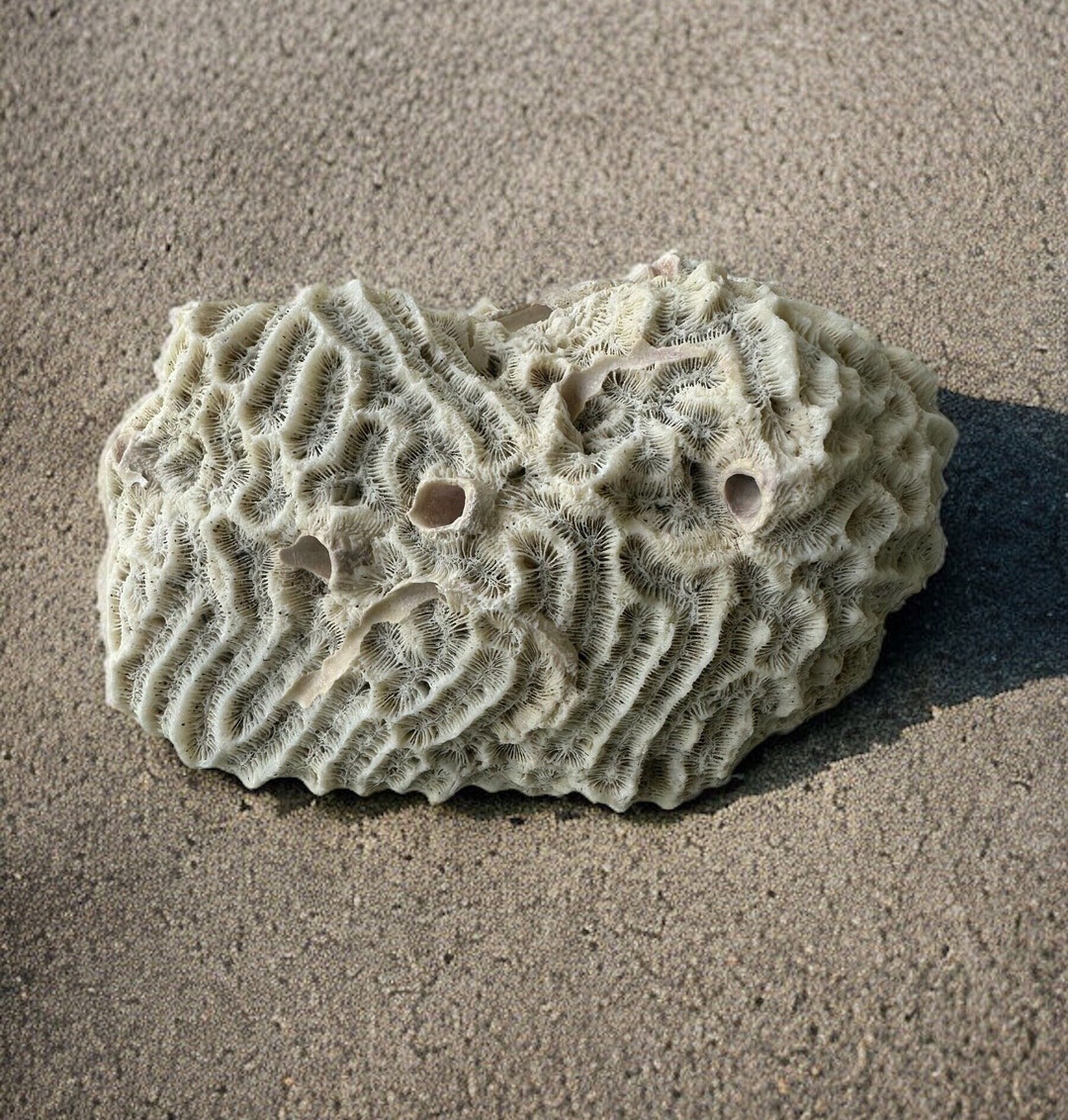 RARE GIANT CORAL Rock Honeycomb Star Sea Brain Coral Real Natural Large ...