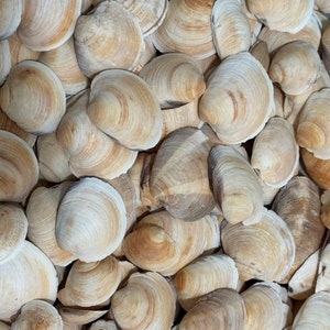 FLORIDA RARE CLAM Seashells Real Natural Beach Home Decor Garden Vase ...