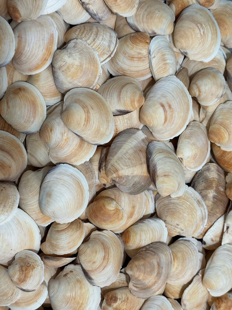 FLORIDA RARE CLAM Seashells Real Natural Beach Home Decor Garden Vase ...