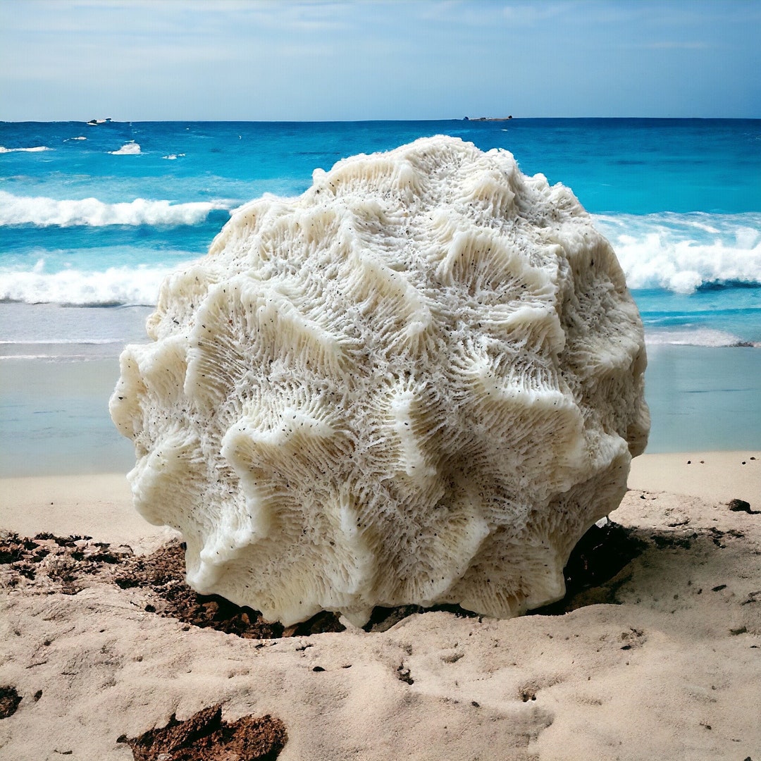 FLORIDA RARE LARGE Brain Coral Rock Real Sculpted Ocean Stone Natural ...