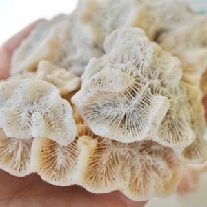 13-pcs RARE CORAL ROCK Rose Brain Natural Vintage Ocean Reef Stone ...