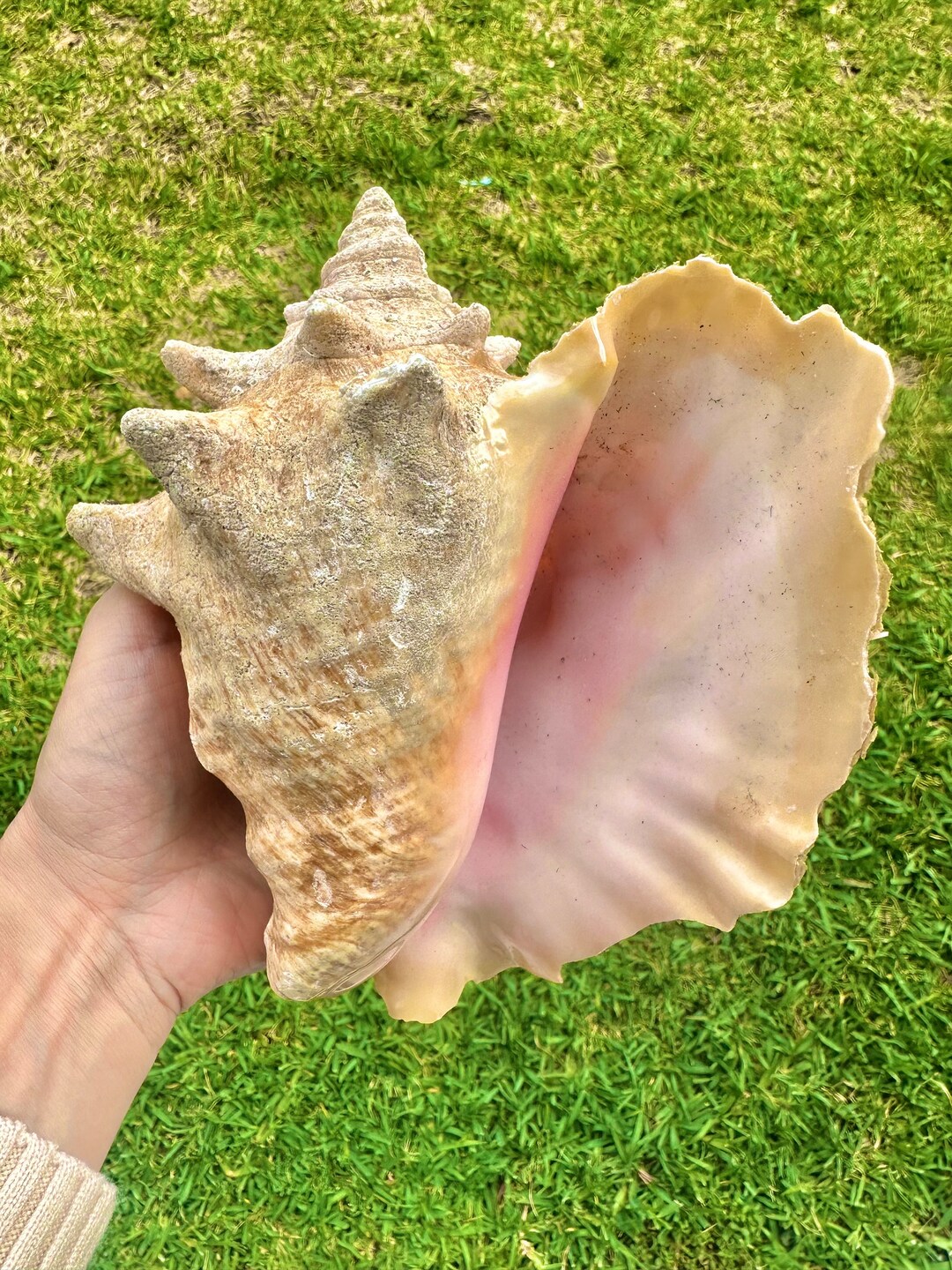 BAHAMAS LARGE CONCH Shell Pink Natural Real Ocean Decorative Seashells ...
