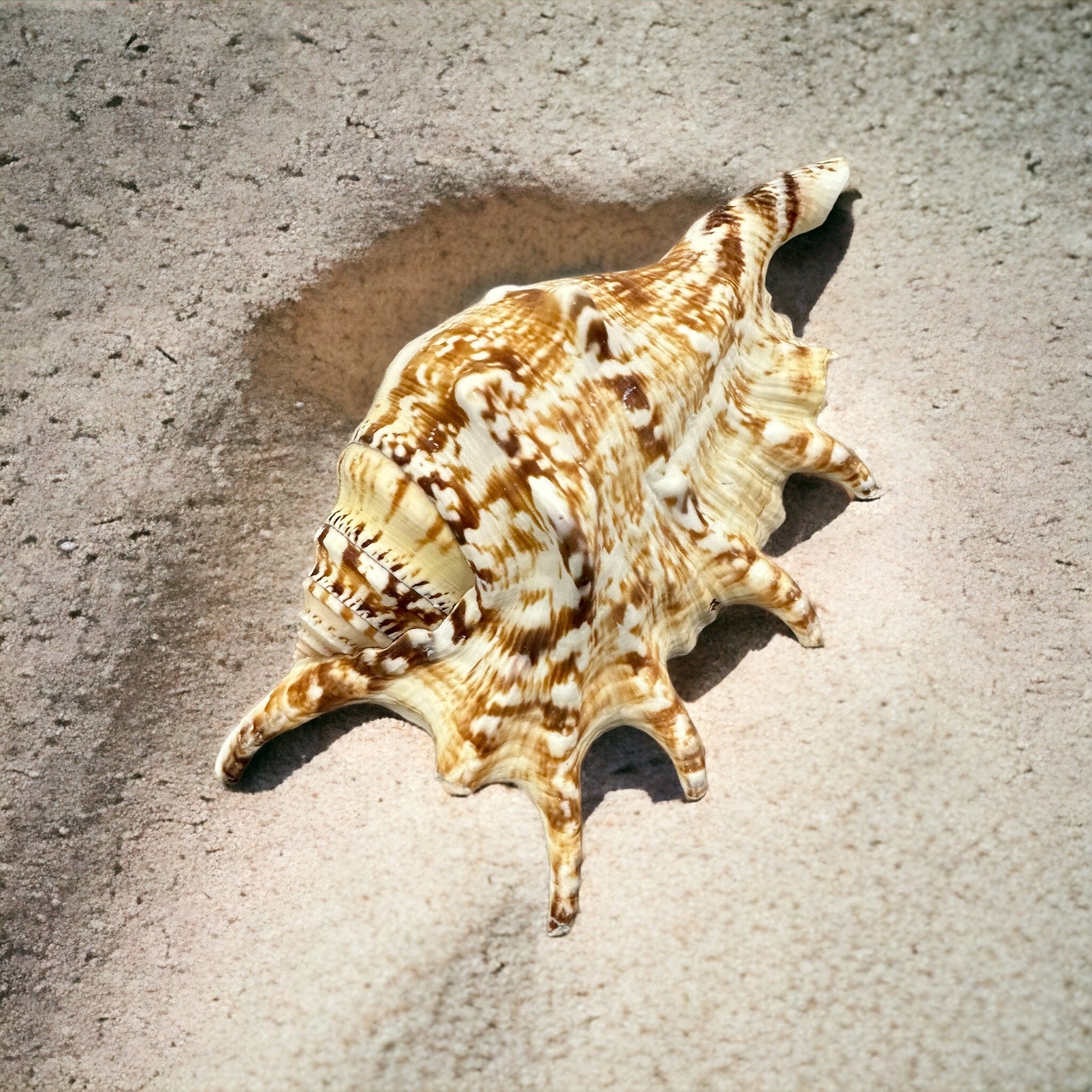 FLORIDA RARE LARGE Spiky Conch Seashell Real Big Spiny Natural Ocean ...