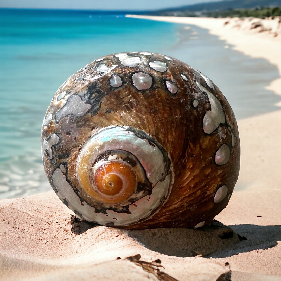 FLORIDA RARE LARGE Pearl White Brown Conch Polished Seashell Real Ocean ...