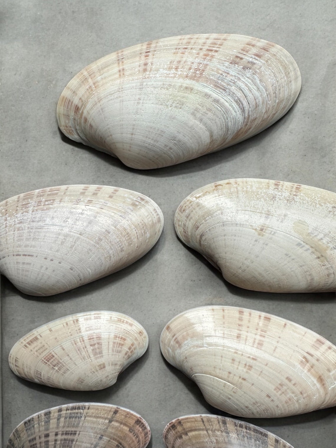 10-pcs LARGE RARE CLAM Seashells Long Natural Beach Home Decor Coastal ...