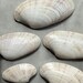 10-pcs LARGE RARE CLAM Seashells Long Natural Beach Home Decor Coastal ...