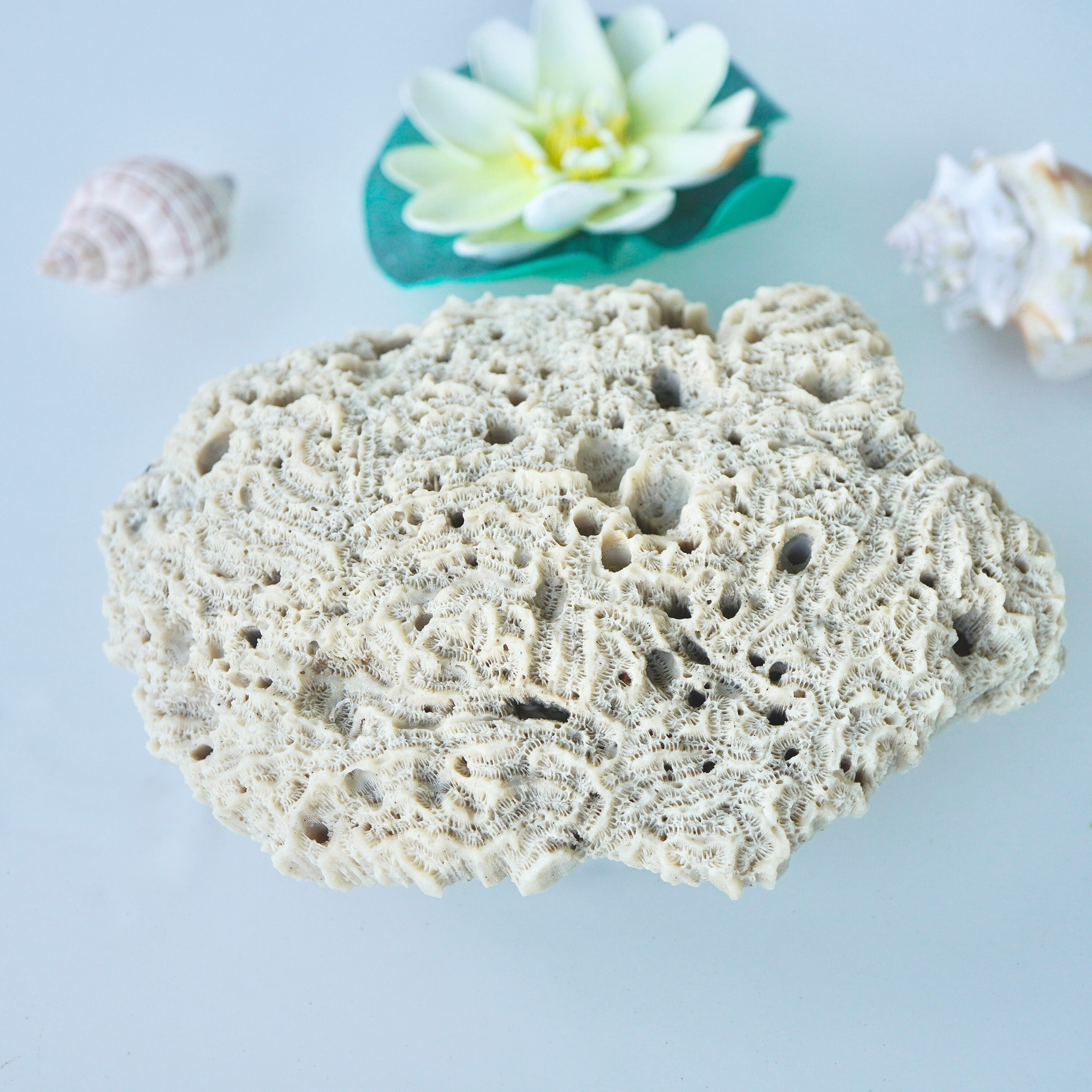 FLORIDA RARE LARGE Brain Coral Rock Real Sculpted Texture Big Ocean ...