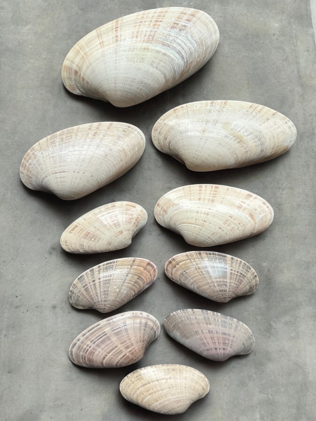 10-pcs LARGE RARE CLAM Seashells Long Natural Beach Home Decor Coastal ...