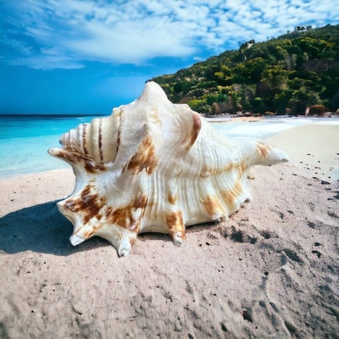FLORIDA RARE LARGE Spiky Conch Seashell White Real Ocean Natural Sea ...