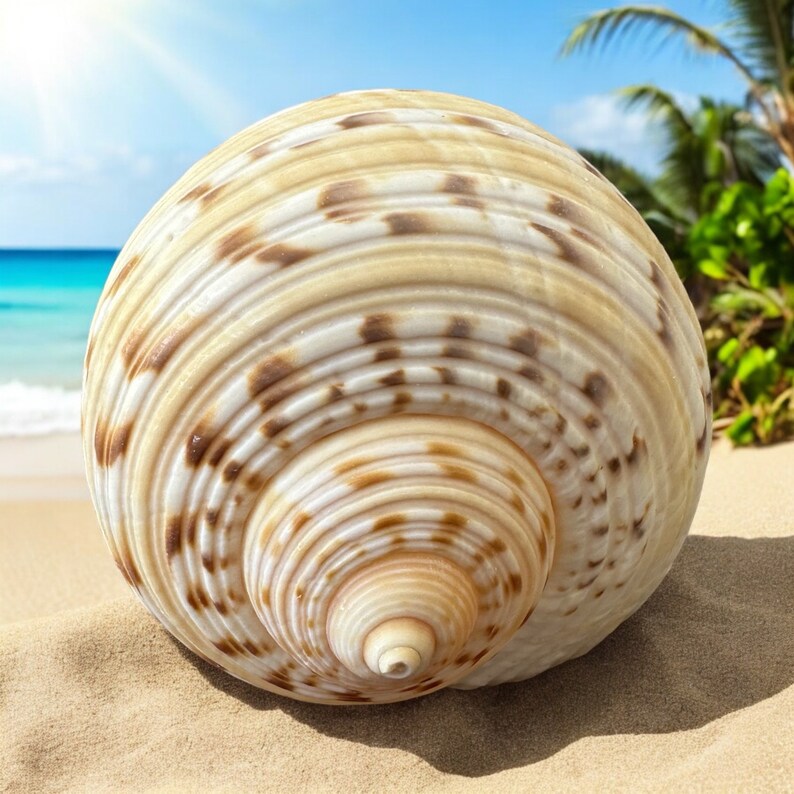 RARE LARGE CONCH Seashell Orange Brown Pattern Big Ocean Sea Shell ...