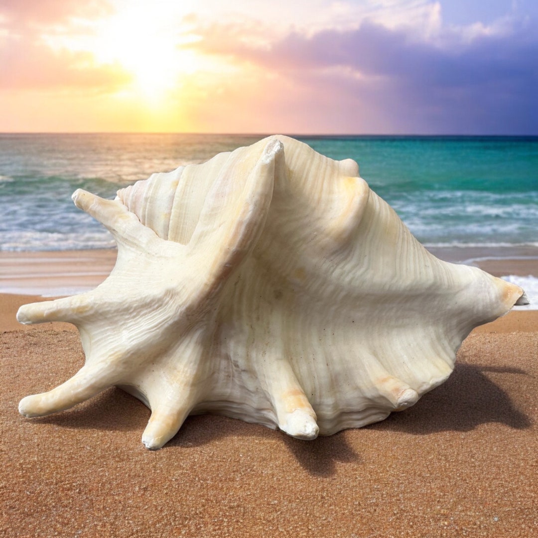 RARE LARGE CONCH Seashell White Spiky Natural Big Ocean Sea Shells ...
