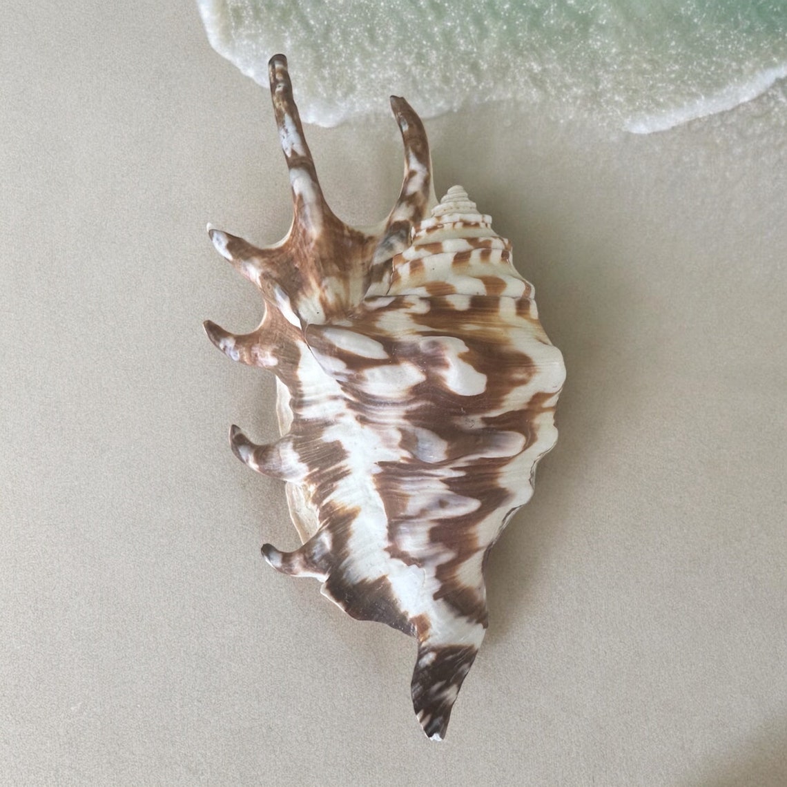 RARE CONCH SEASHELL Spiky Brown White Pattern Ocean Natural Sea Shells ...