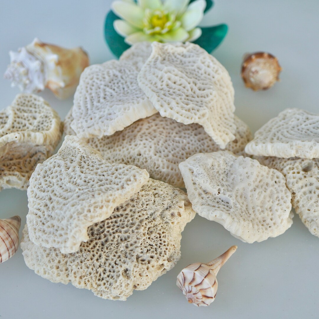 FLORIDA REAL Star Sea Brain Coral Rock 9 Pcs Real Reef Fossil - Etsy