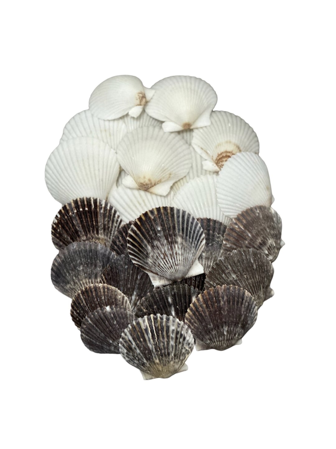 FLORIDA RARE REAL Scallop Seashells Dark Gray Black & White Natural ...