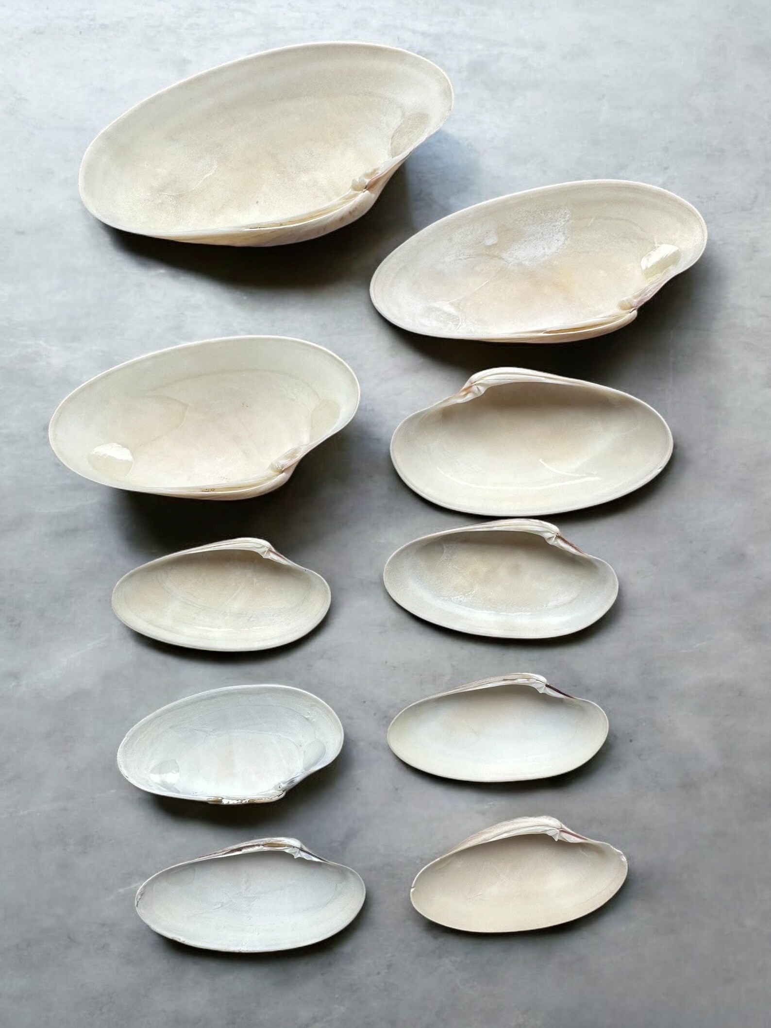 10-pcs LARGE RARE CLAM Seashells Long Natural Beach Home Decor Coastal ...