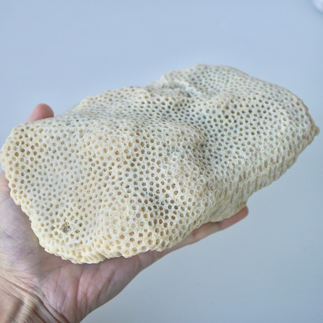 FLORIDA RARE GIANT Honeycomb Star Sea Coral Reef Rock Ocean - Etsy