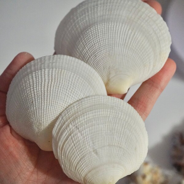 Large Clam Shells - Etsy