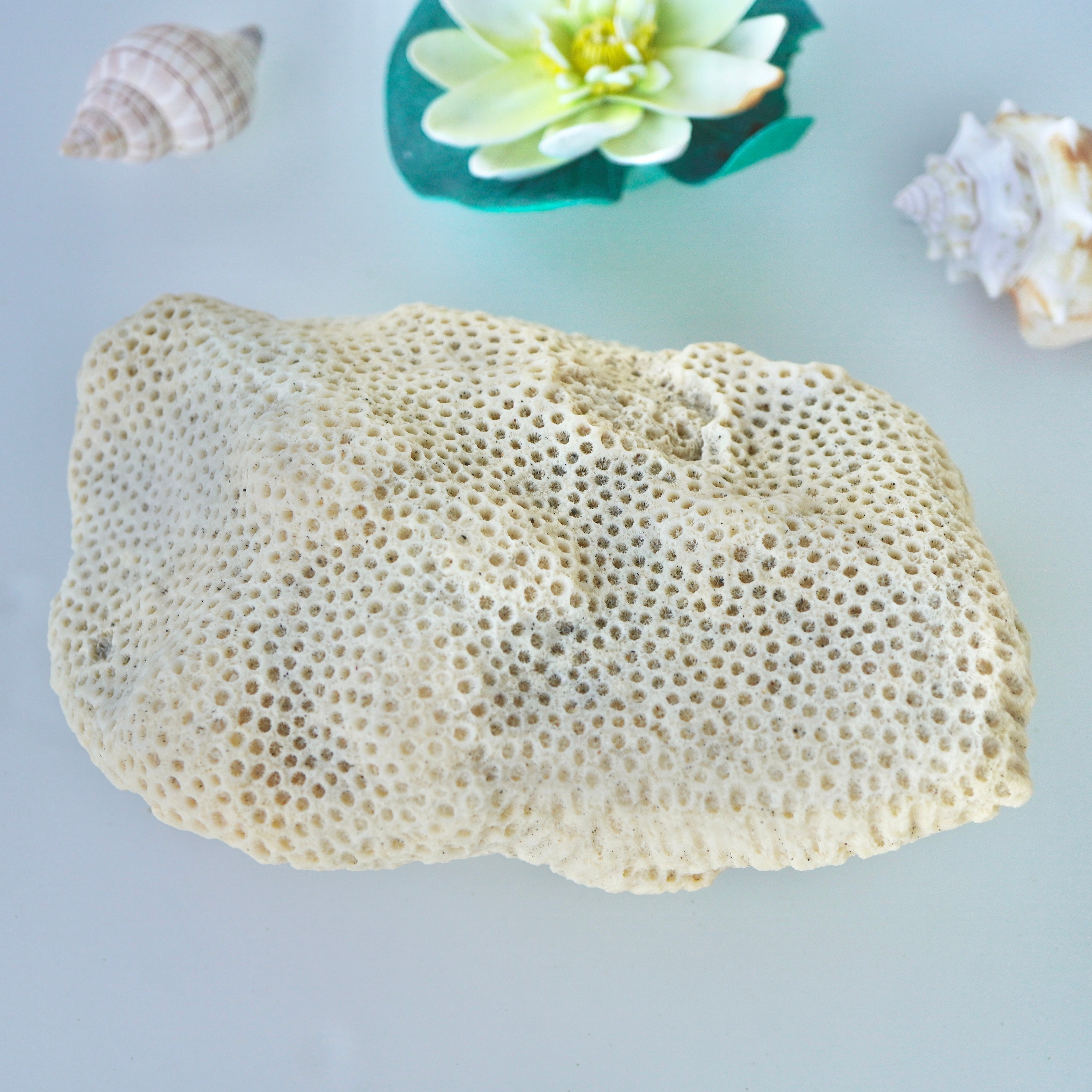 FLORIDA RARE GIANT Honeycomb Star Sea Coral Reef Rock Ocean - Etsy