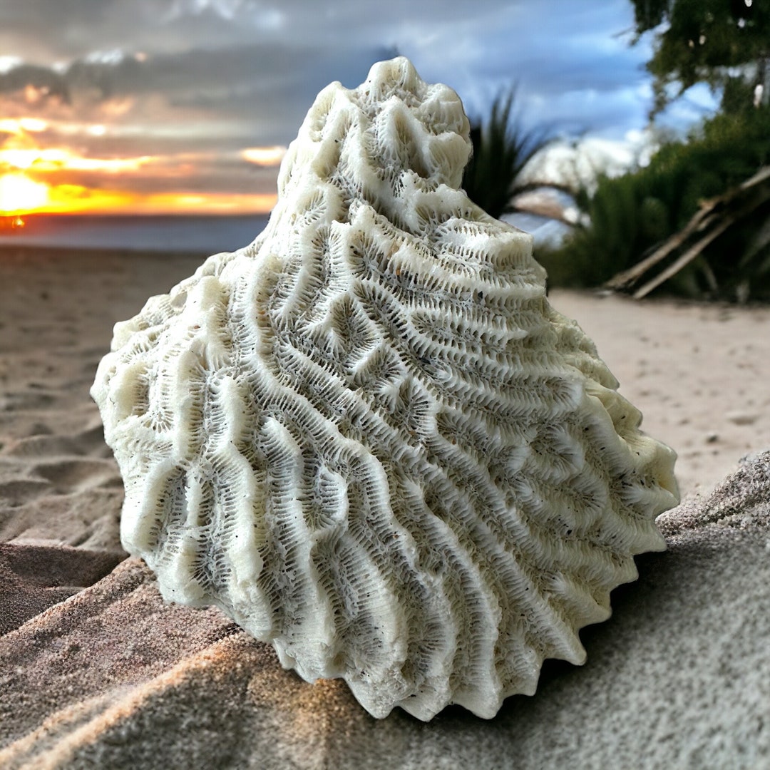 FLORIDA RARE LARGE Brain Coral Rock Real Sculpted Ocean Stone Natural ...
