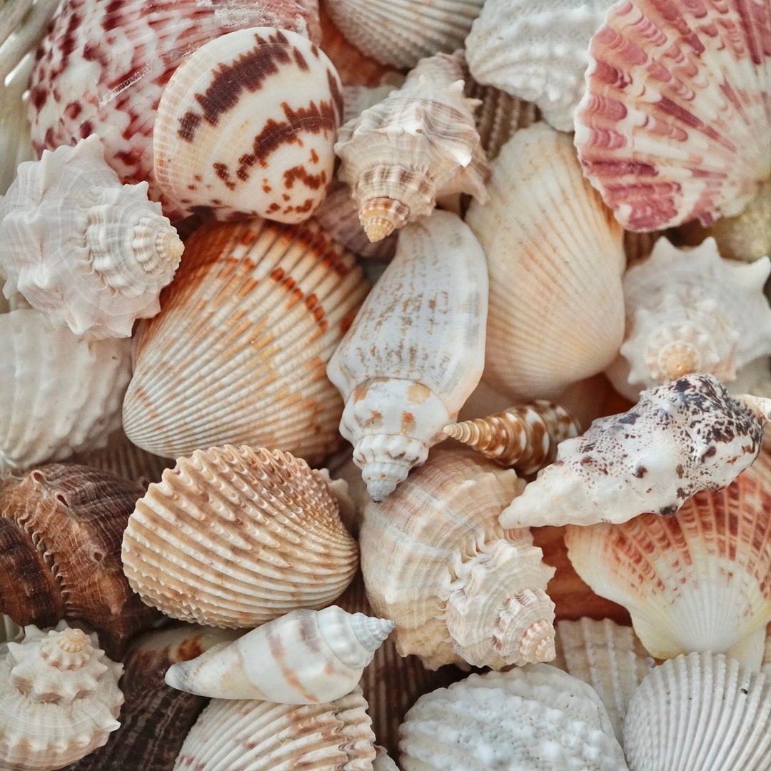 FLORIDA RARE SEASHELLS Assorted Mix Ocean Sea Shells Beach Home Decor ...