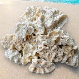 13-pcs RARE CORAL ROCK Rose Brain Natural Vintage Ocean Reef Stone ...