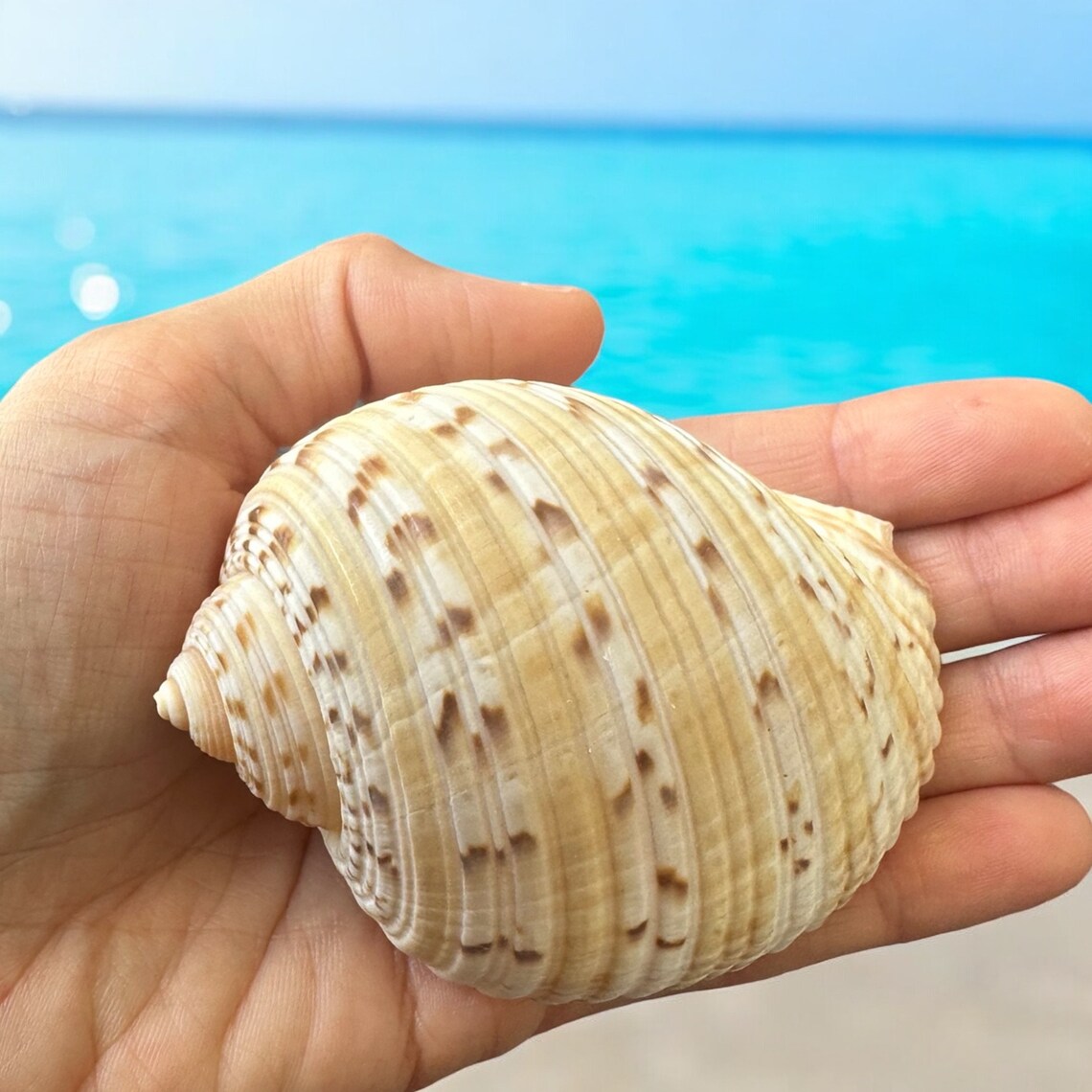 RARE LARGE CONCH Seashell Orange Brown Pattern Big Ocean Sea Shell ...