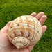 FLORIDA RARE LARGE Round Conch Seashell Real Ocean Natural Sea - Etsy