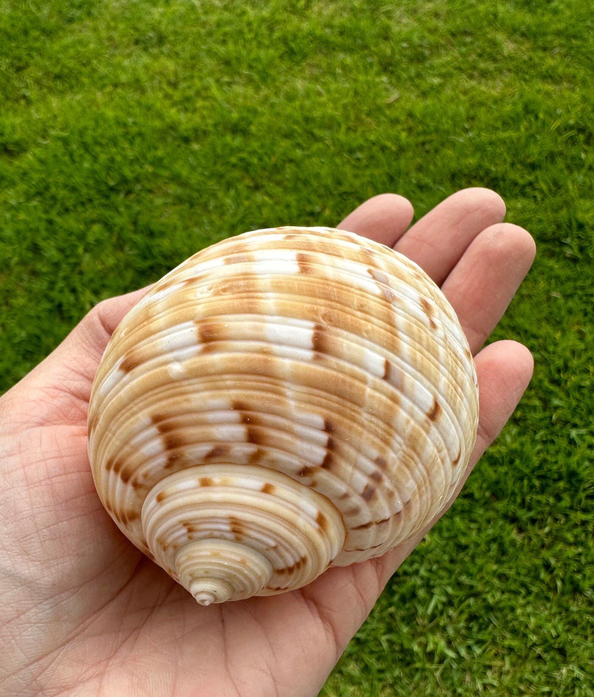 FLORIDA RARE LARGE Round Conch Seashell Real Ocean Natural Sea - Etsy