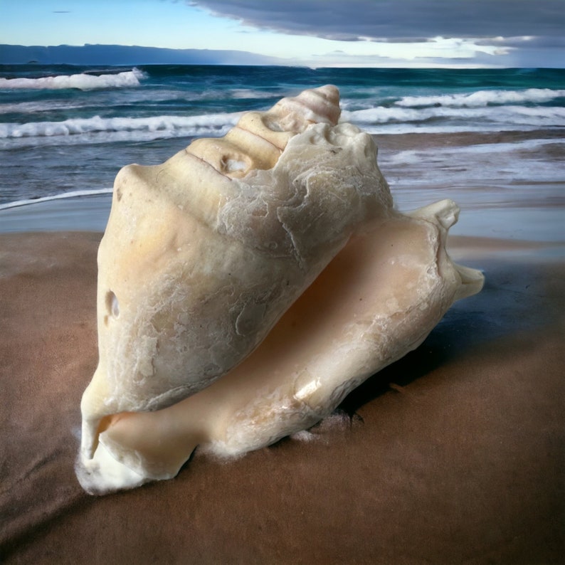 RARE LARGE CONCH Seashell Natural Big Ocean Sea Shells Natural Vintage ...