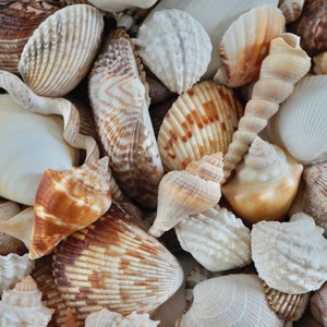 FLORIDA RARE SEASHELLS Assorted Mix Ocean Sea Shells Beach Home Decor ...
