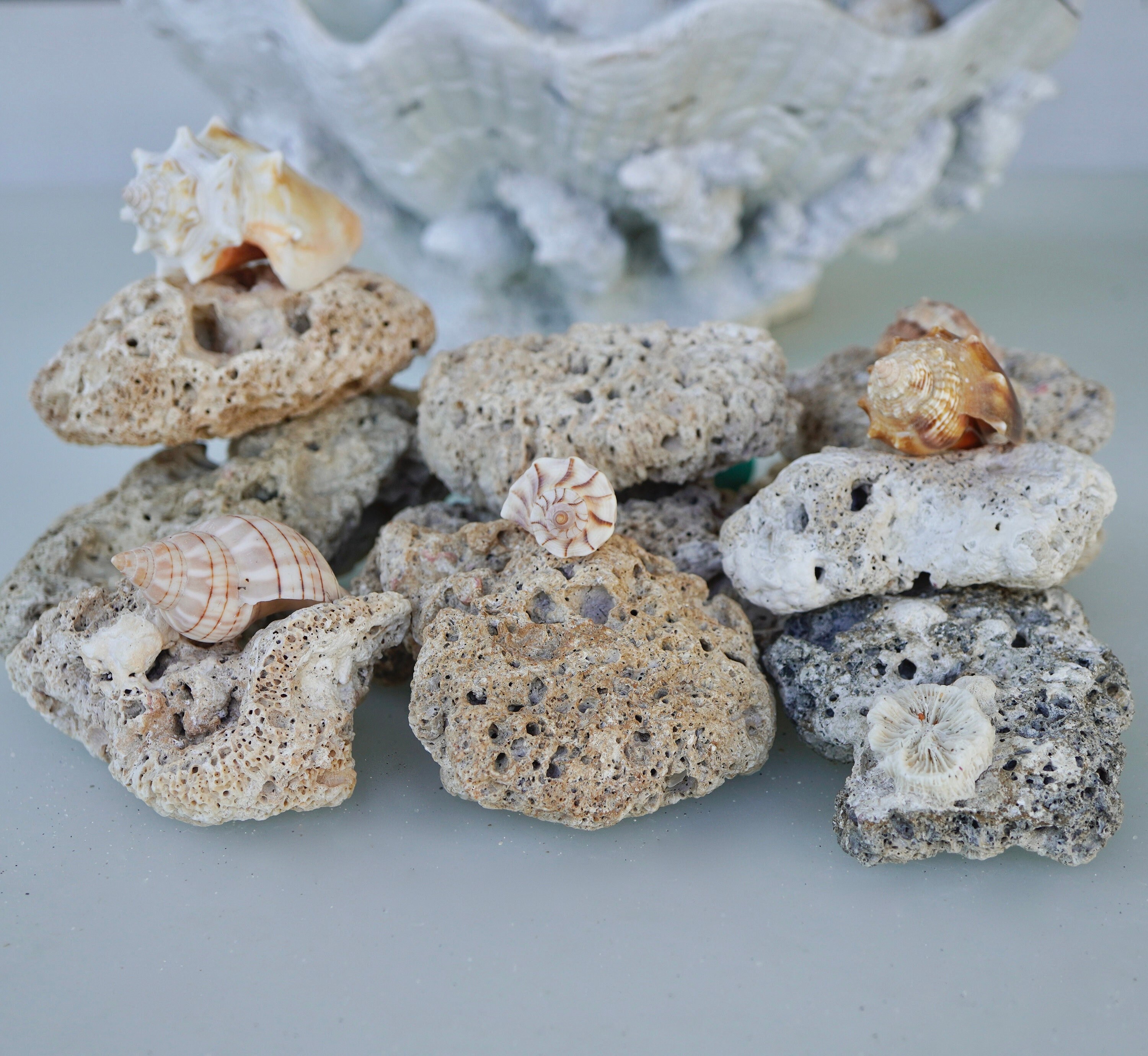 FLORIDA RARE HOLEY Coral Rock Natural Reef Fossil Beach Home Decor ...