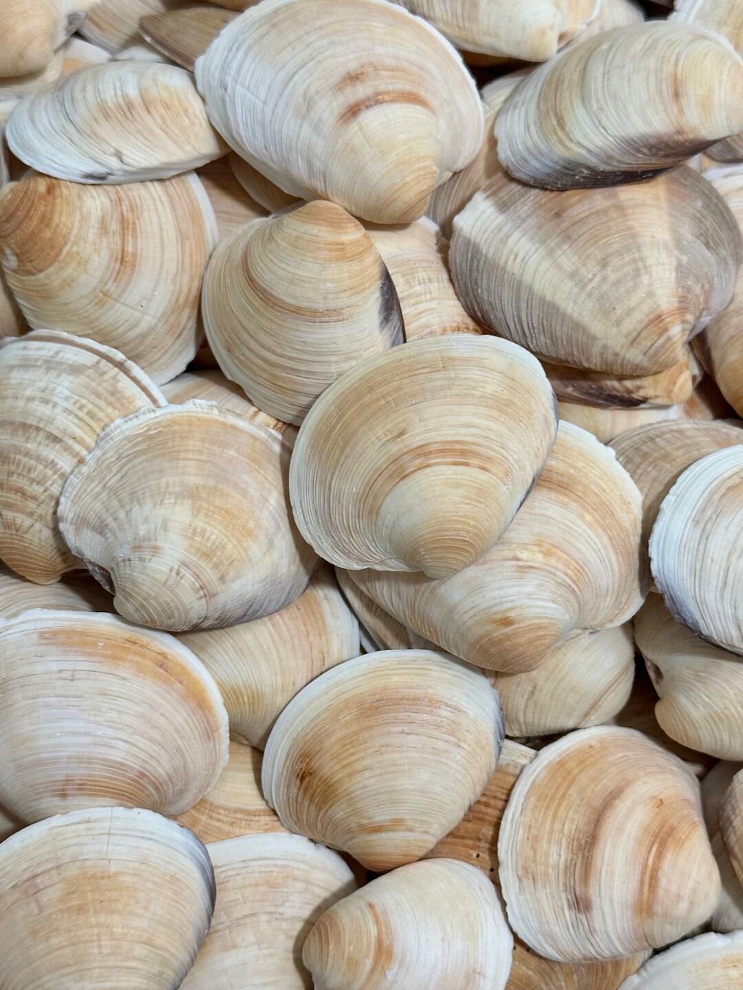 FLORIDA RARE CLAM Seashells Real Natural Beach Home Decor Garden Vase ...