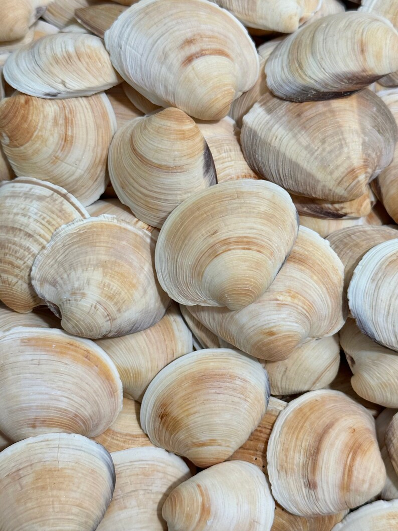 FLORIDA RARE CLAM Seashells Real Natural Beach Home Decor Garden Vase ...