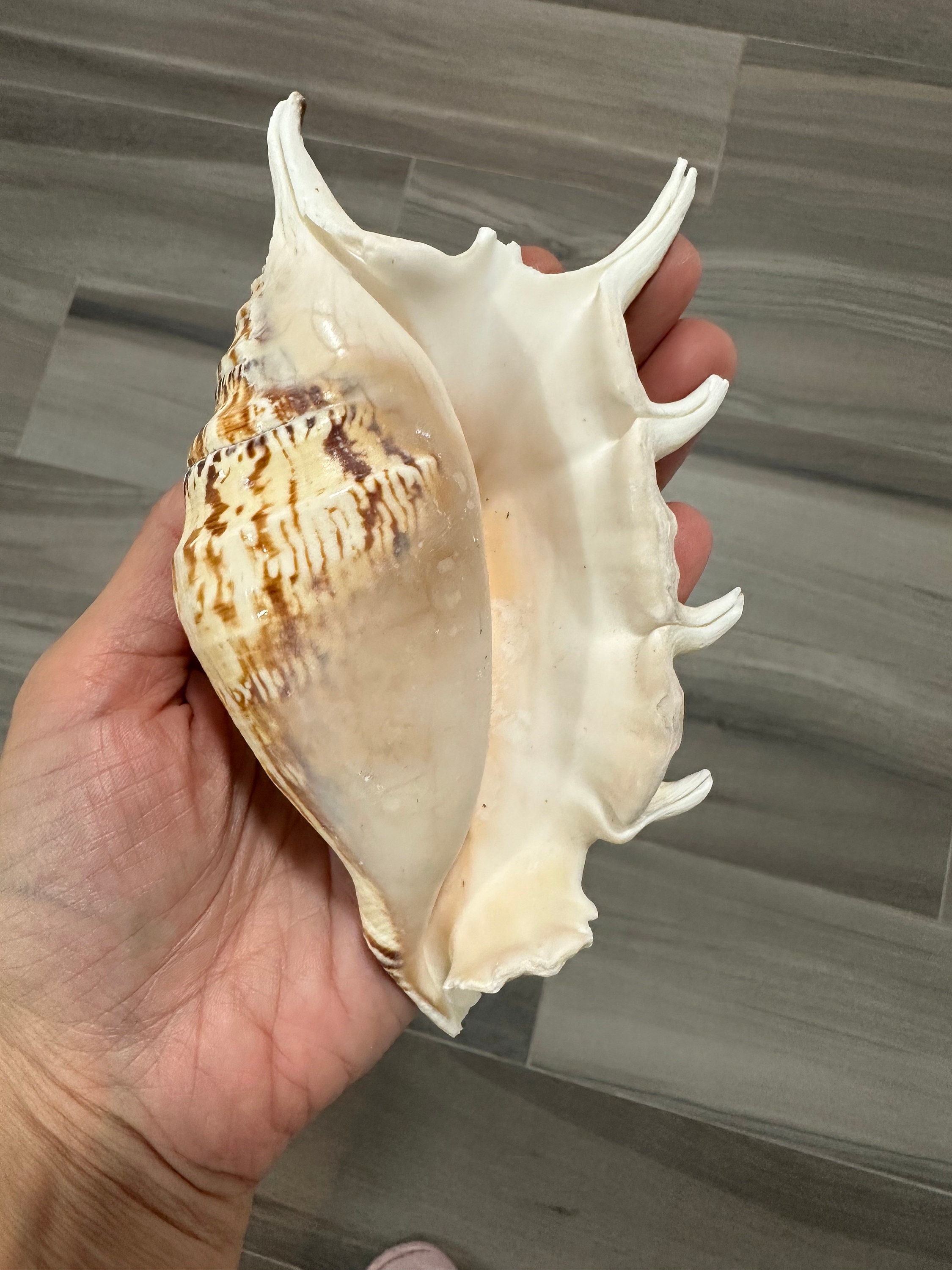 FLORIDA RARE LARGE Spiky Conch Seashell Real Big Spiny Natural Ocean ...