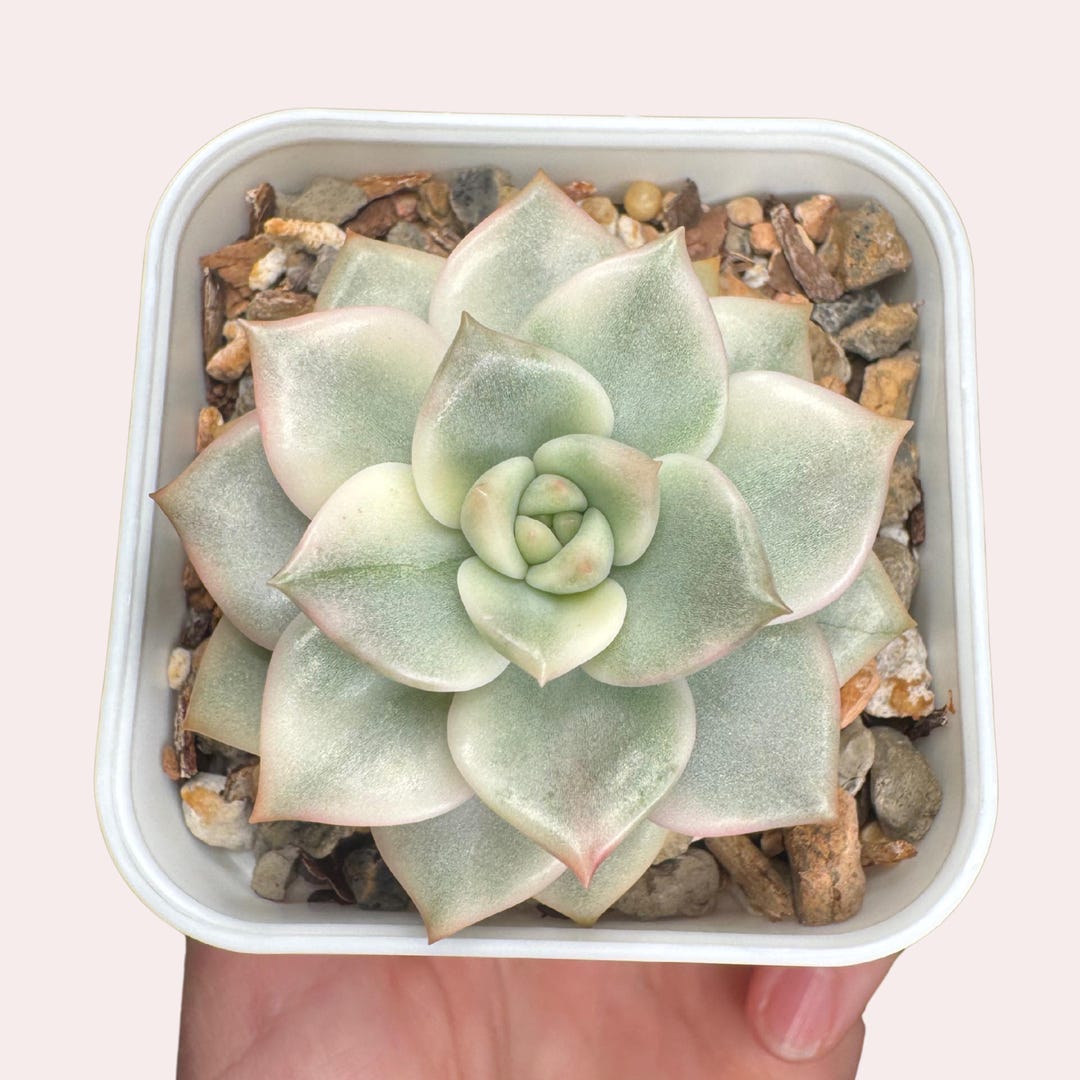 Variegated Echeveria Agavoides Chimera Baby - Etsy