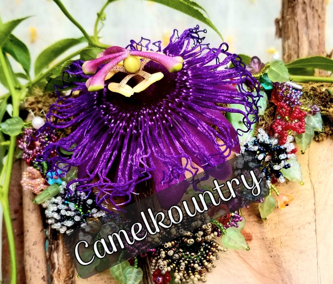 Passion Flower Seeds PASSION OF CHRIST Passionflower Vine Plant Seeds ...