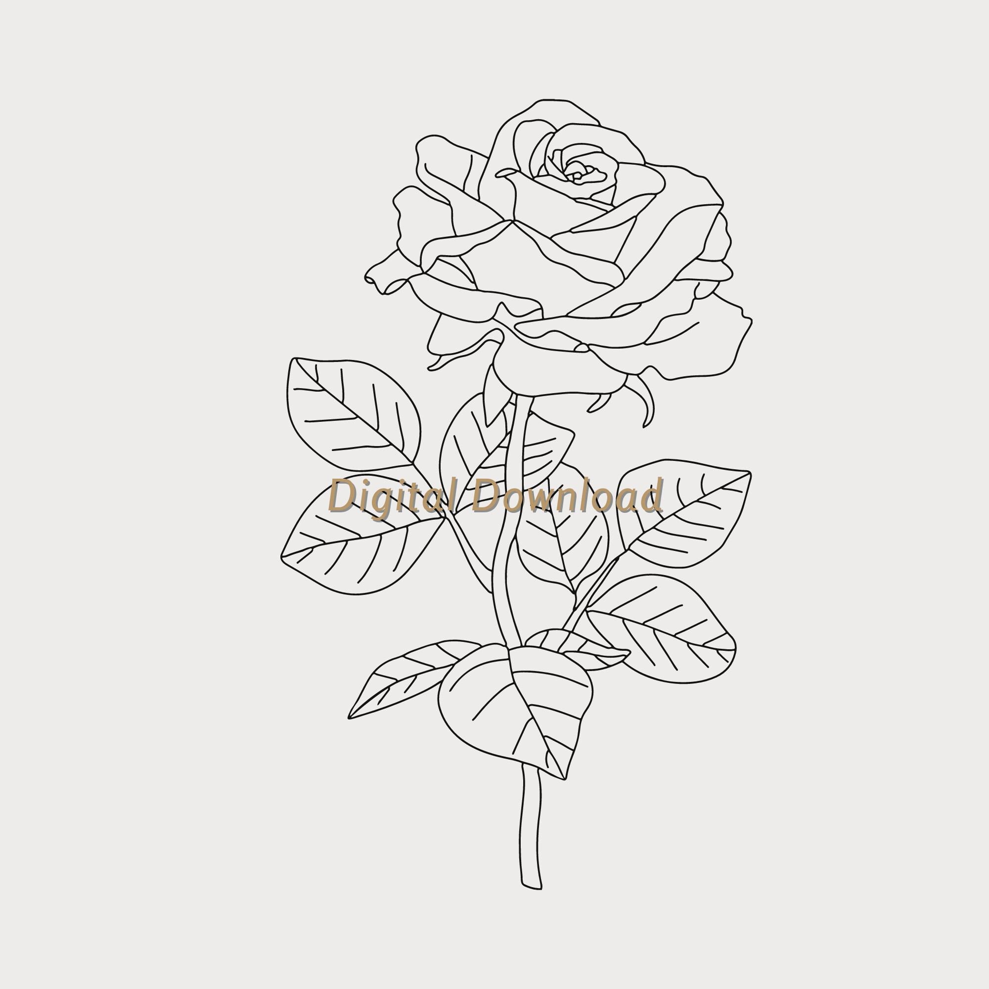 Rose Png Clip Art, Minimal Rose Png, White Rose Png, Rose Clipart ...