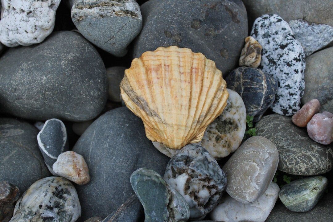 Hand Carved Wooden Sea Shell - Etsy