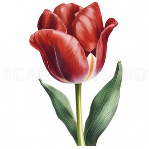 Red Tulip Clipart - High-quality Digital Download for DIY Crafts and ...