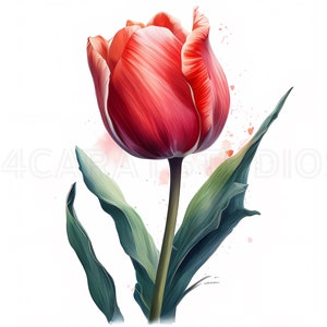 Red Tulip Clipart - High-quality Digital Download for DIY Crafts and ...
