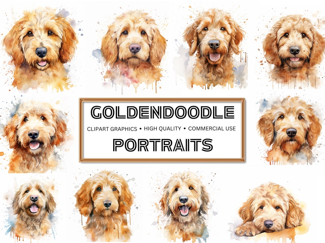 16 High Quality Goldendoodle Portraits Clipart Pngs - Perfect for ...